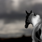 Equus Gallery Three - Horses From France